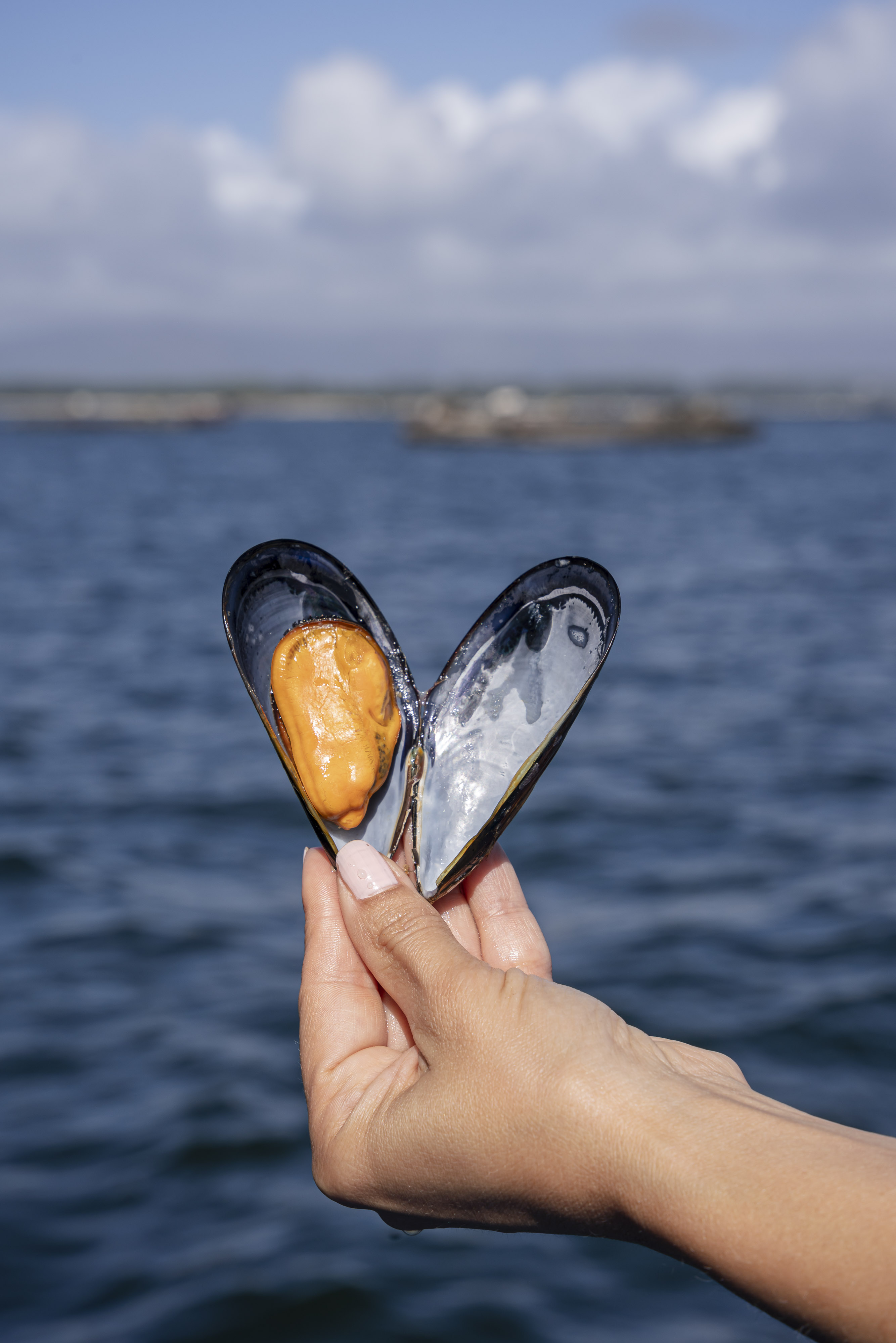 El mejillón el súper aliado gastronómico nutritivo de los deportistas
